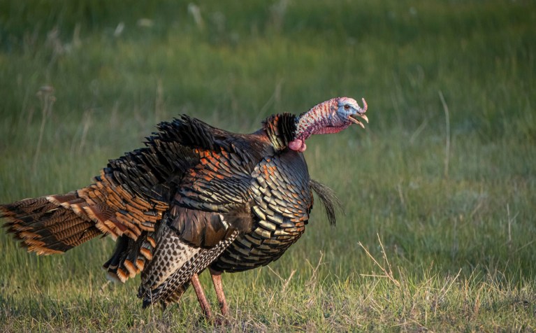 How to Decoy Turkeys, Advanced Tactics with Mark Drury | Outdoor Life