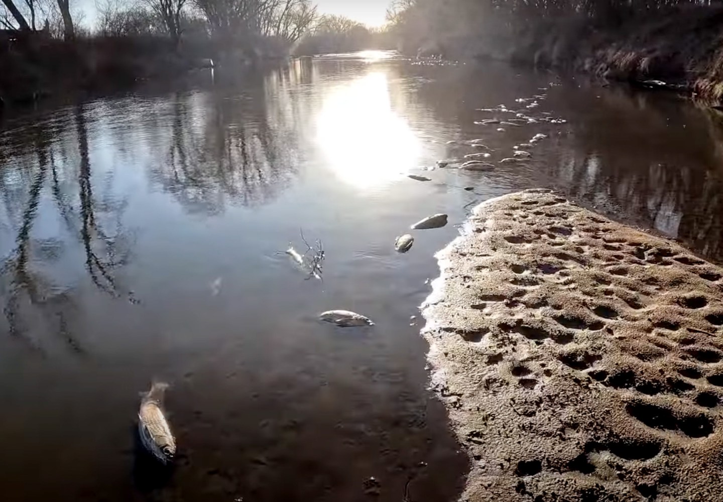 Midwest Fish Kill Wipes Out Nearly Every Fish in 60-Mile Stretch of River
