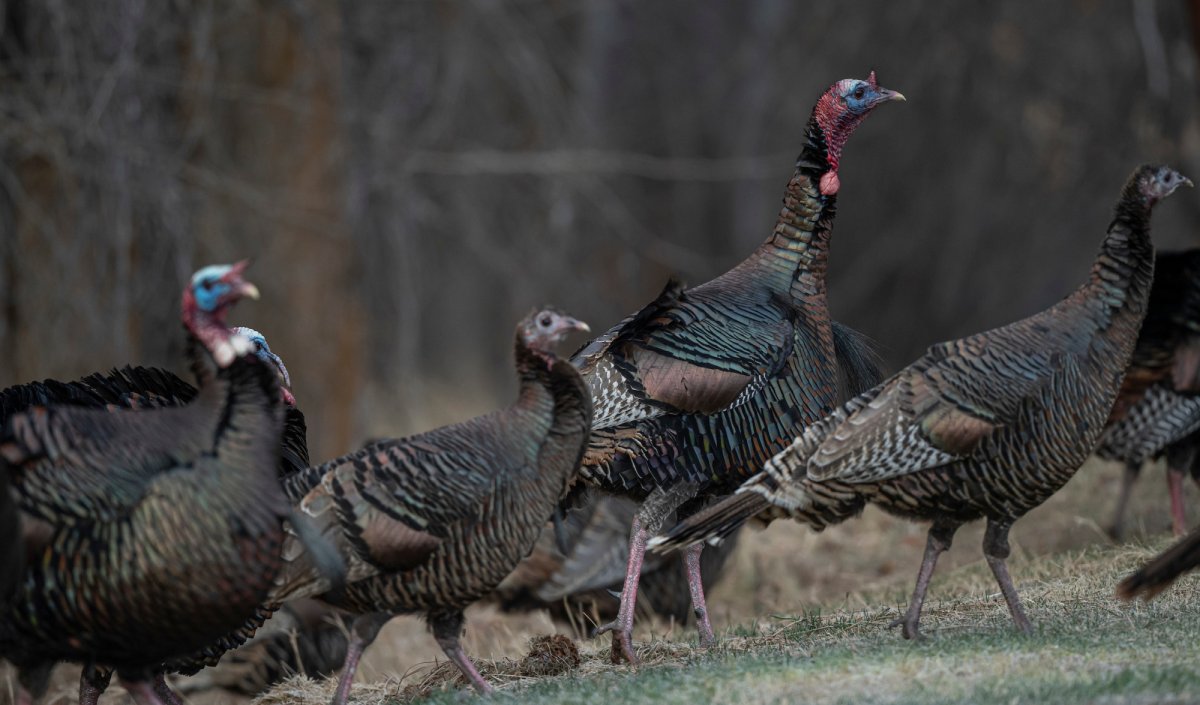 Turkey Hunting Is Still Getting Squeezed in the Midwest and South ...