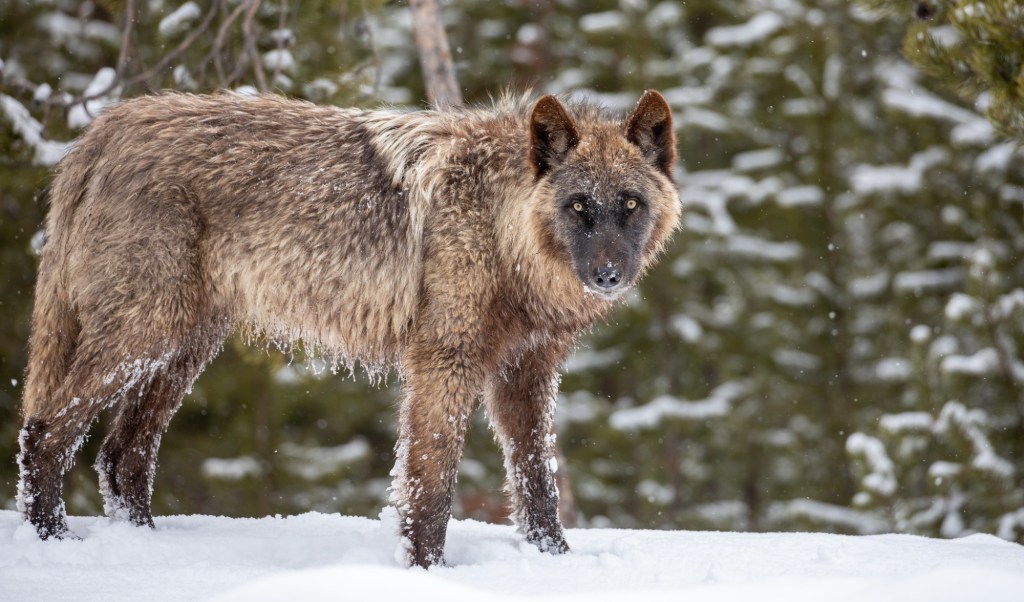 Colorado Wolf Kills Calf for First Time Since Reintroduction | Outdoor Life