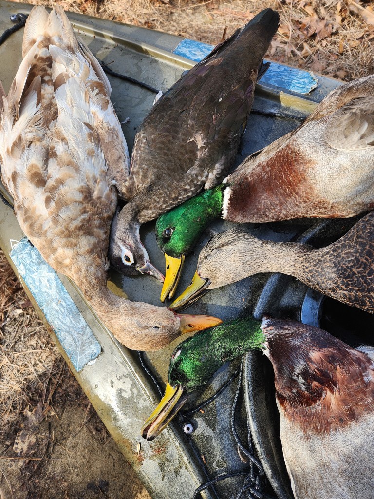 DNA Testing Confirms First Ever Documented Leucistic Black Duck