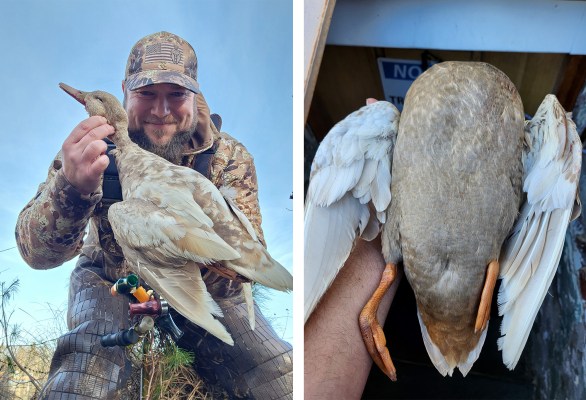 DNA Testing Confirms First Ever Documented Leucistic Black Duck