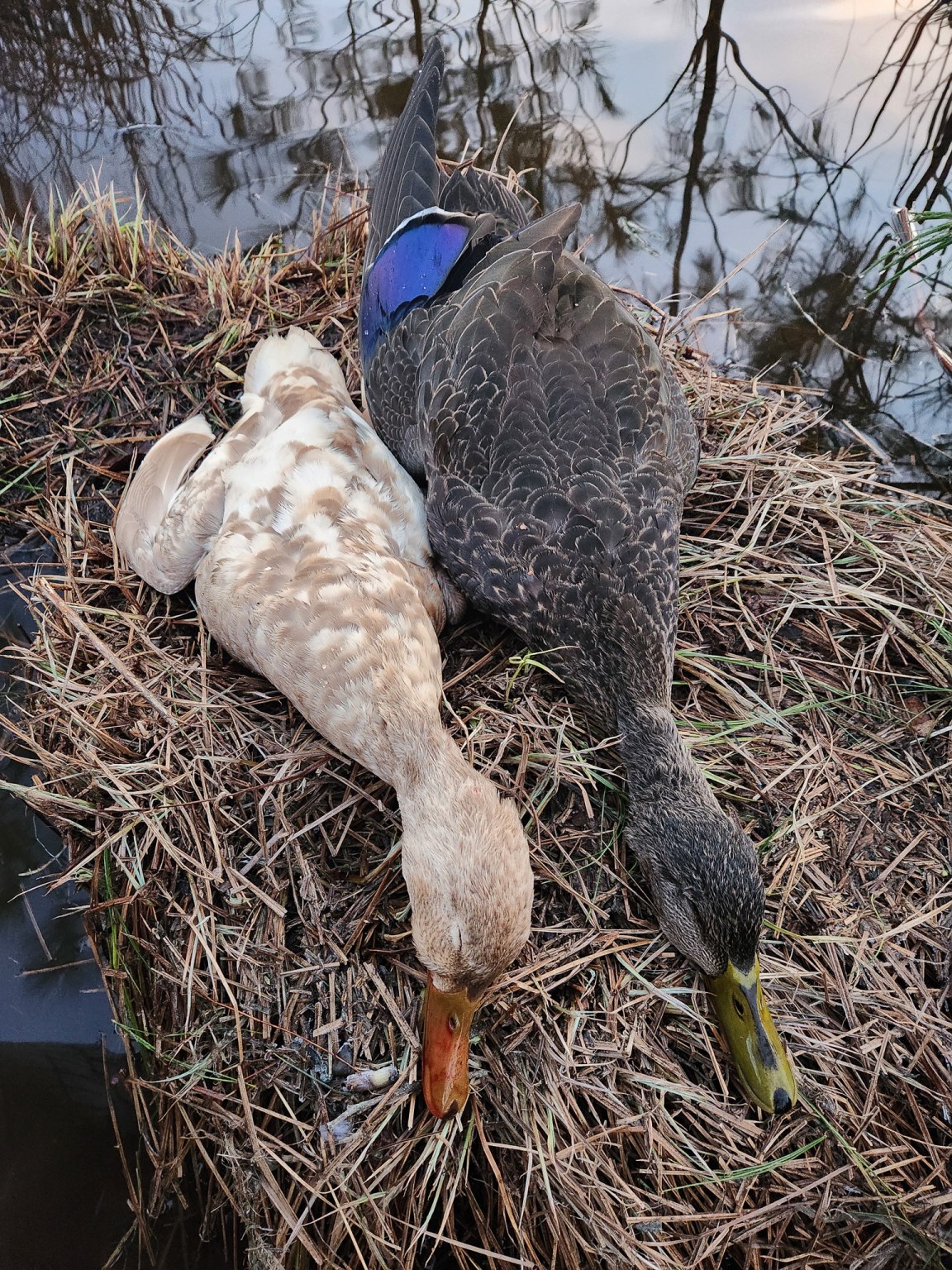 DNA Testing Confirms First Ever Documented Leucistic Black Duck