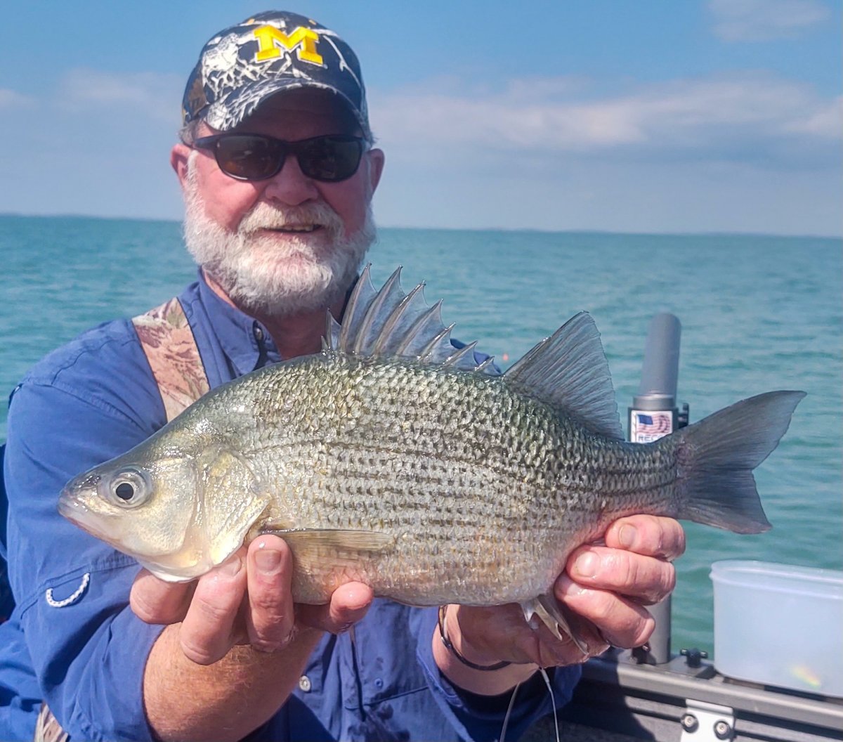 New Record White Perch Is So Big It Was Misidentified as a White Bass