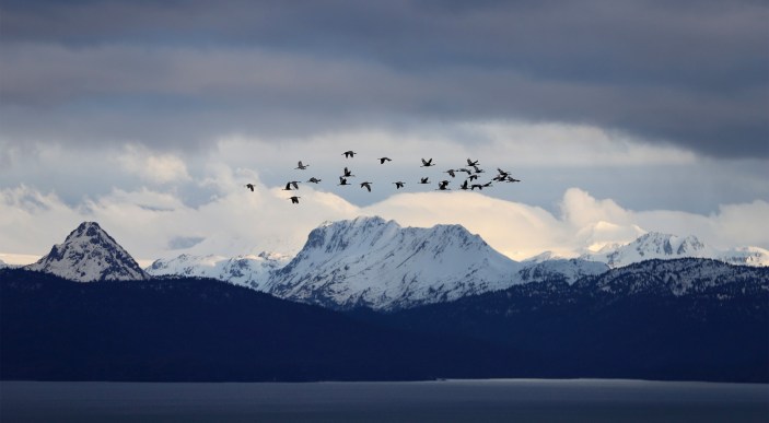 Wildlife Photographer Killed by Cow Moose Protecting Its Calves ...