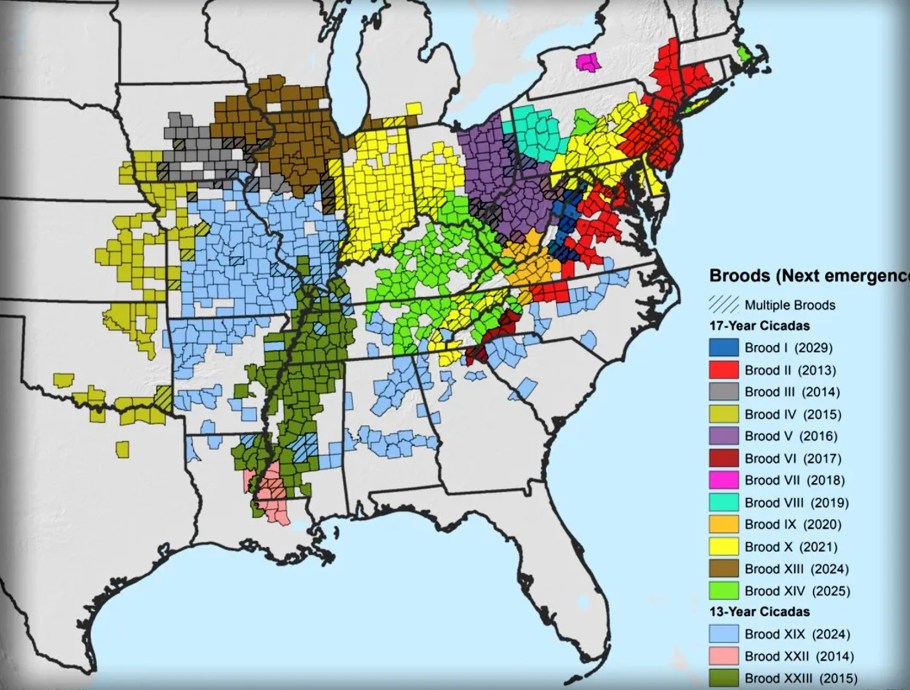 How to Fish the 2025 Cicada Hatch | Outdoor Life
