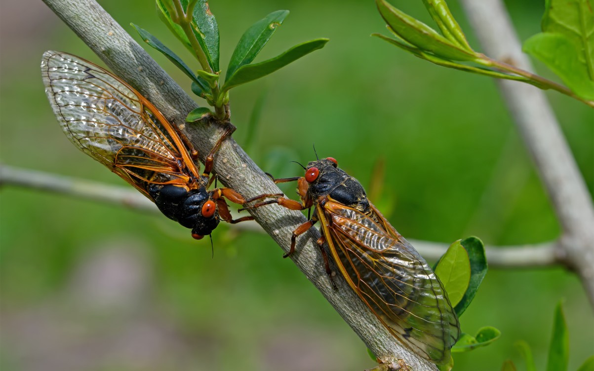 How to Fish the 2025 Cicada Hatch | Outdoor Life