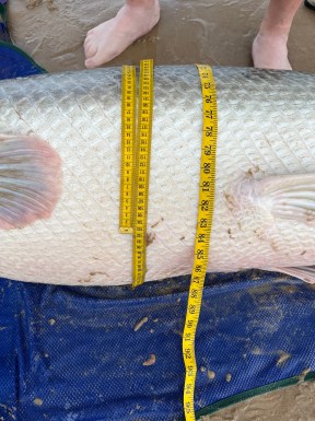 Angler Catches 200-Pound Snapping Turtle, Then Lands World Record Gar