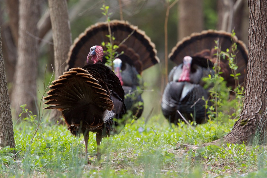 How to Hunt Gobblers That Go Ghost