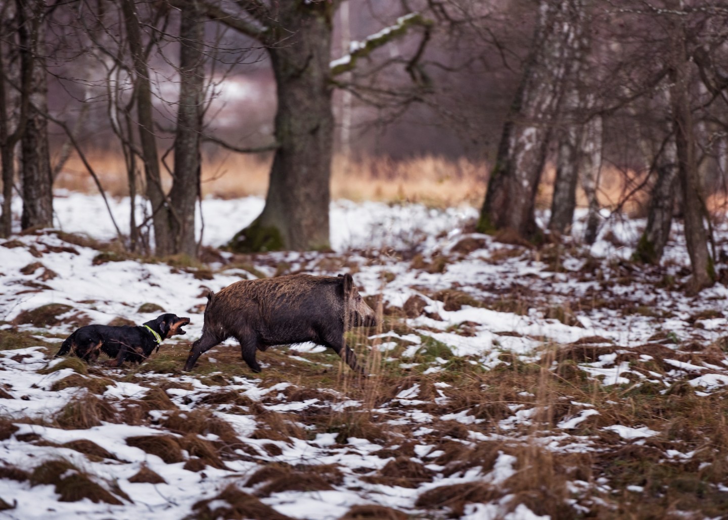 The Best Hunting Dogs | Outdoor Life