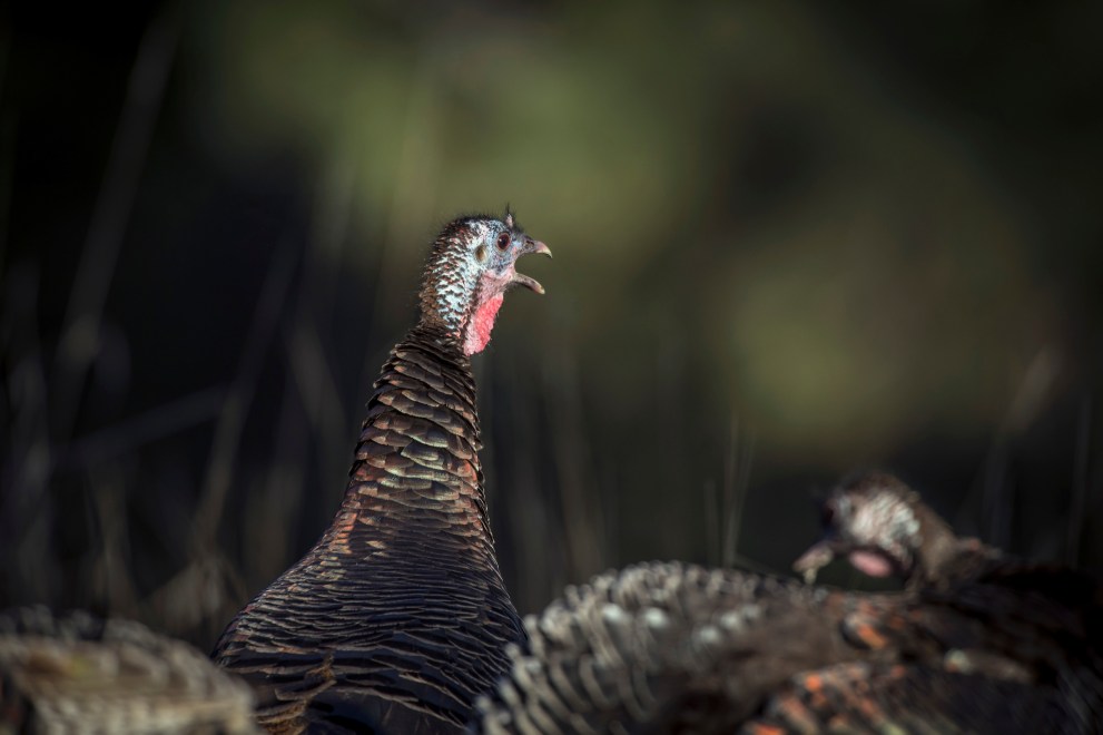 How to Use a Turkey Mouth Call | Outdoor Life