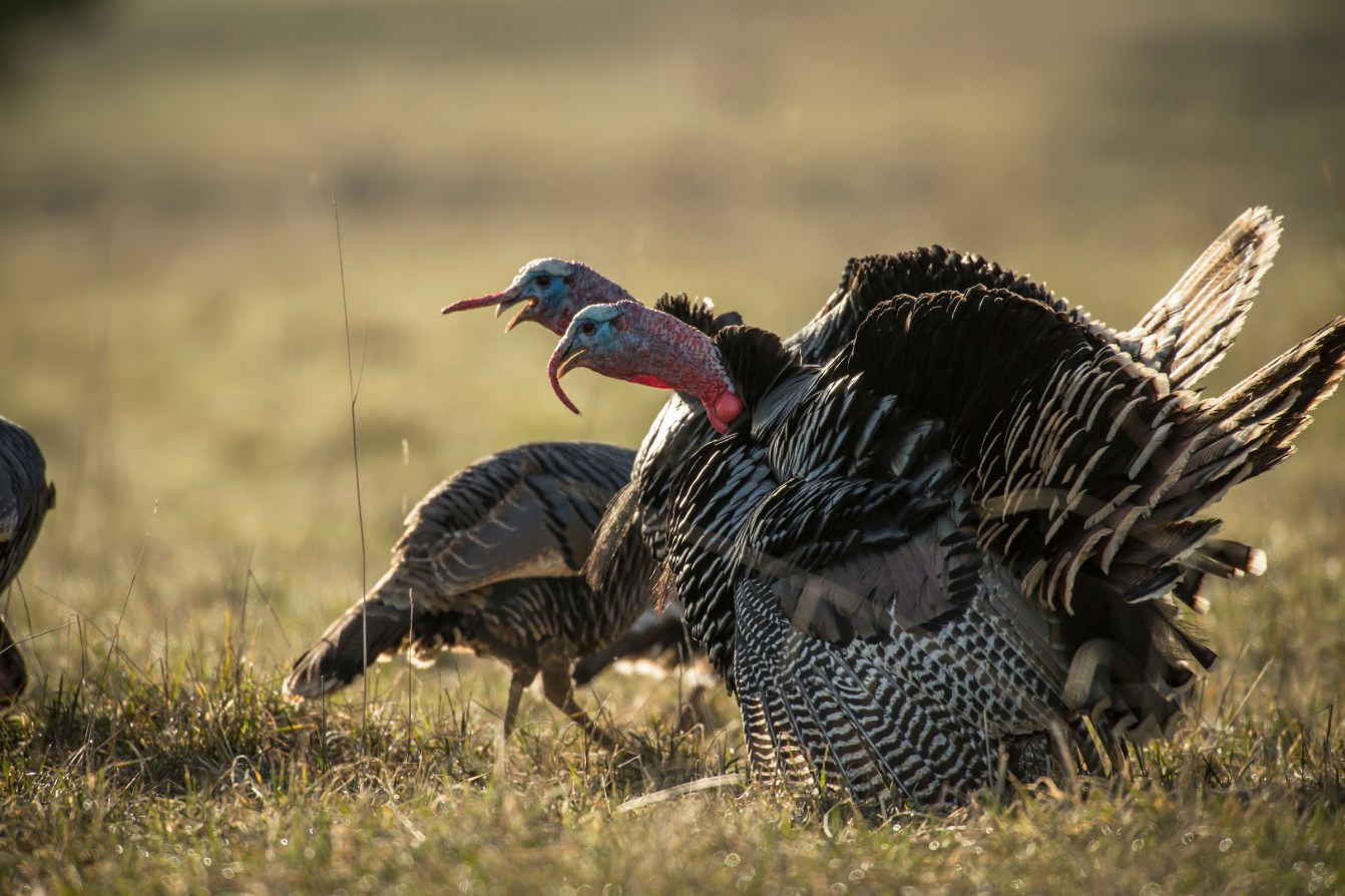 How to Use a Turkey Mouth Call | Outdoor Life