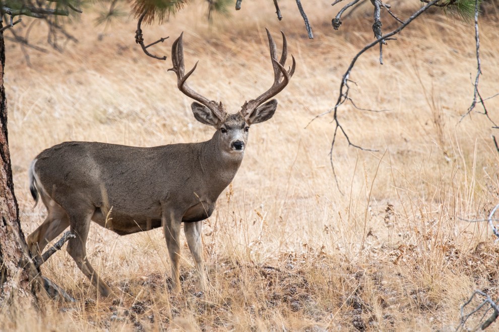 What Colors Can Deer See? | Outdoor Life