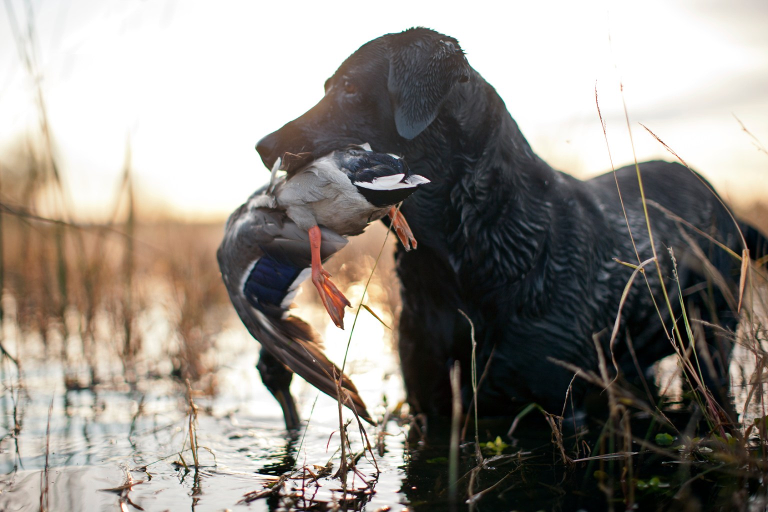 The Best Hunting Dogs | Outdoor Life