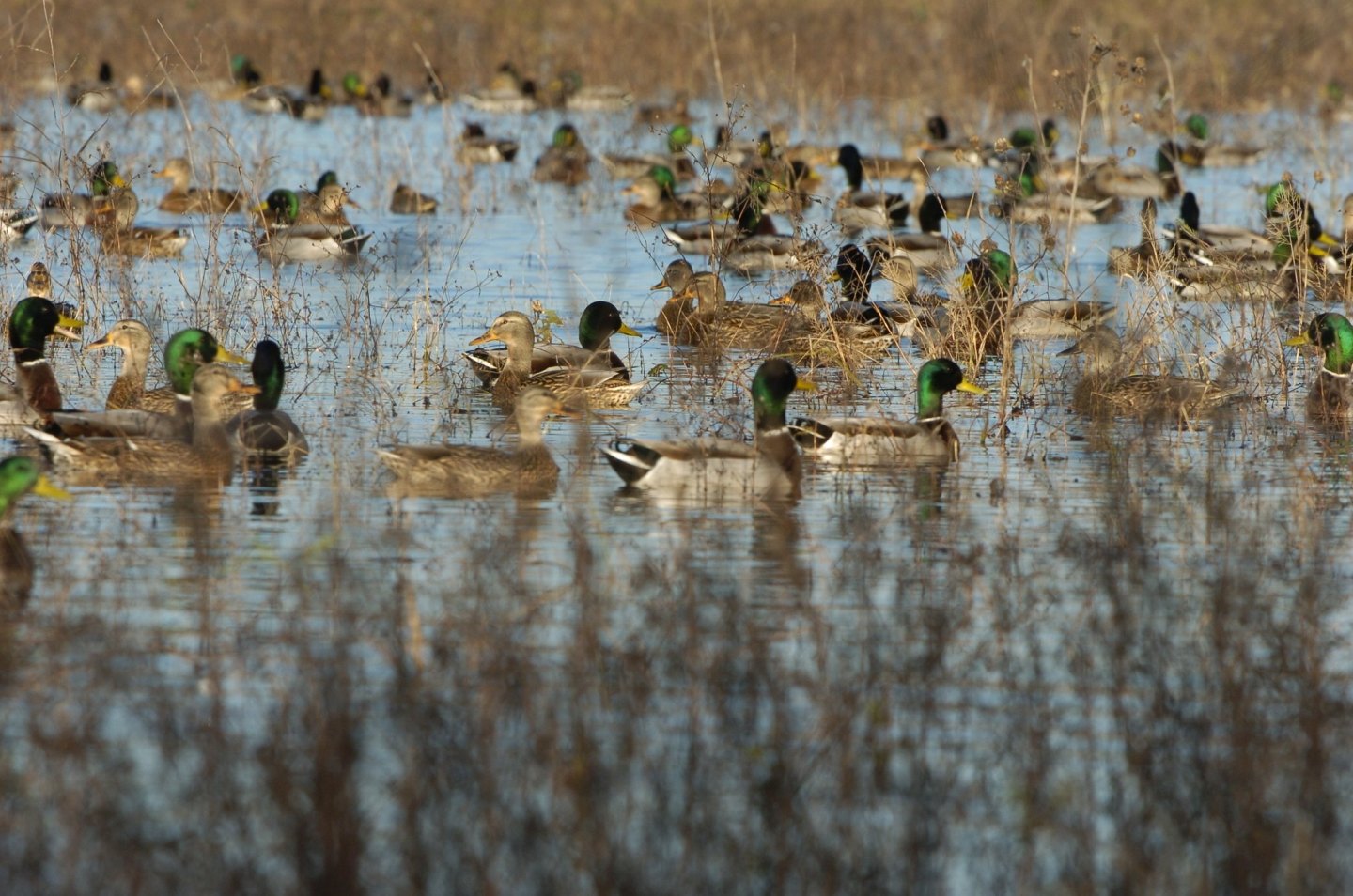 How to Hunt Late-Season Mallards in Fields vs. Water