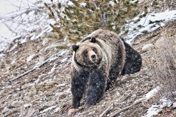 A Shed Hunter Shot and Killed a Charging Grizzly Bear in Montana ...