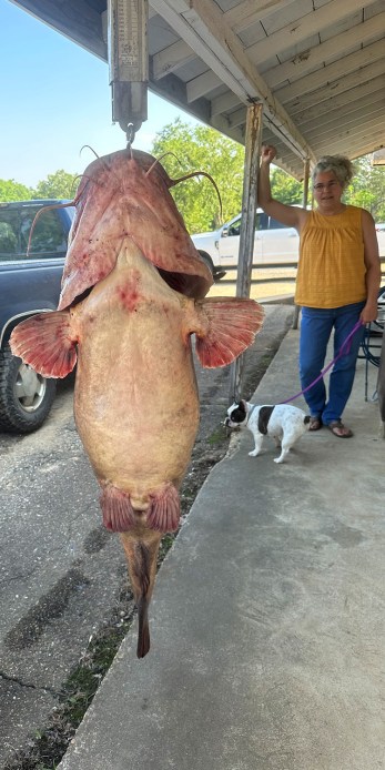 Massive Flathead Catfish Caught on Trotline Just Shy of State Record