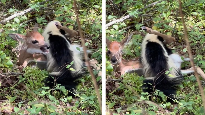 Stunning Trail Cam Video Captures the Moment a Black Bear Pounces on a ...