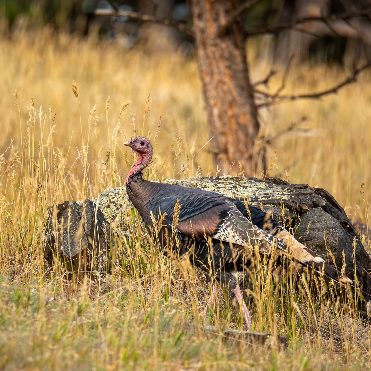 Hunting Mentors Are Great. You Still Need to Hunt Alone | Outdoor Life