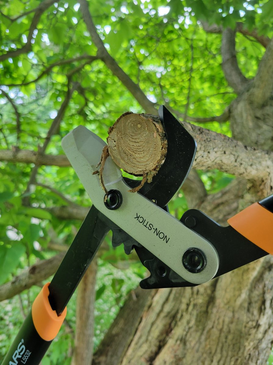 The Best Loppers of 2025, Tested and Reviewed | Outdoor Life