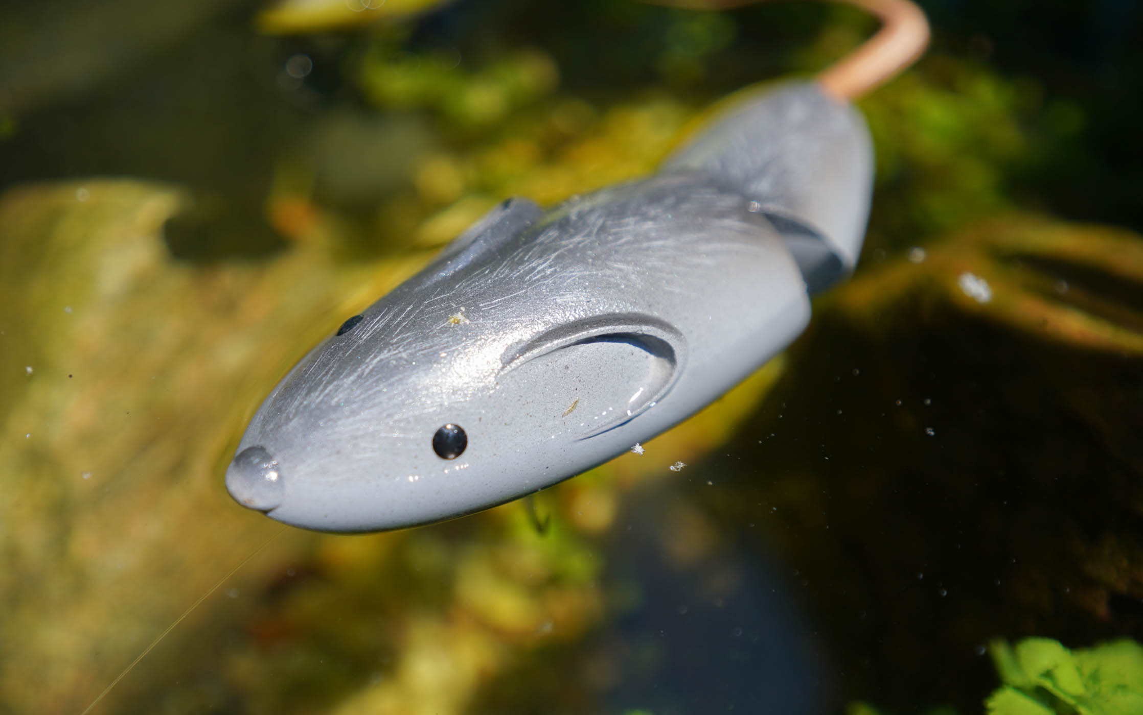 Throw Big Rat Baits to Catch Bigger Bass | Outdoor Life