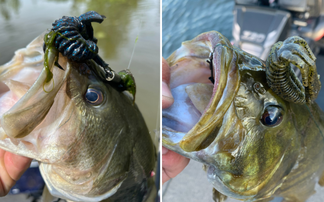 How to Fish a Texas Rig: A Complete Guide