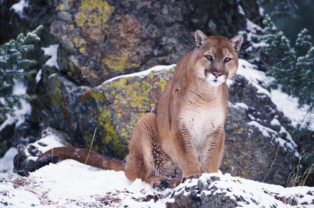 The True Story Behind Viral Monster Mountain Lion Photos