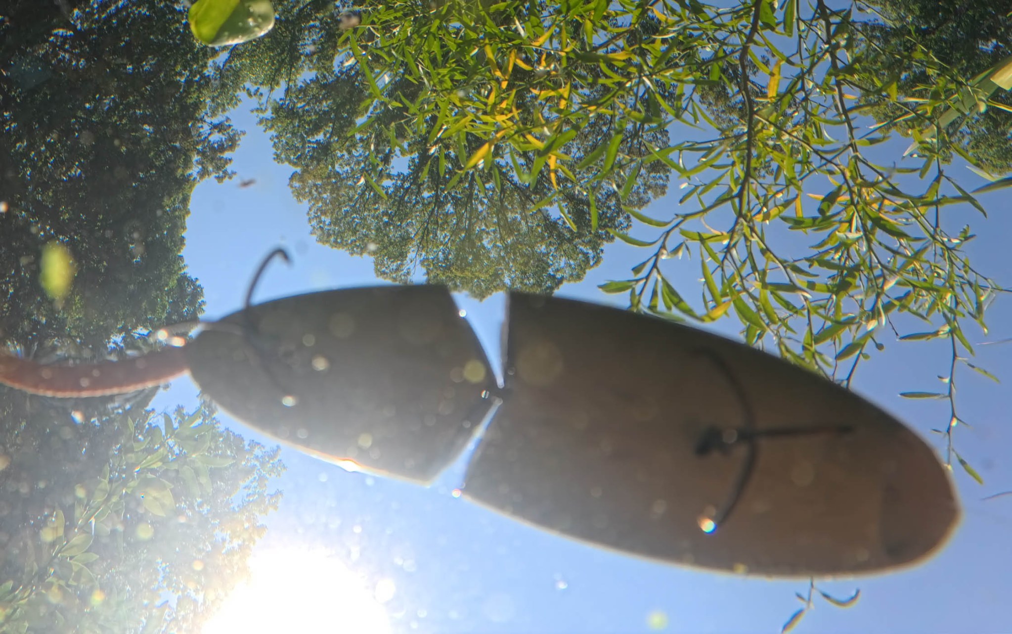 Throw Big Rat Baits to Catch Bigger Bass | Outdoor Life