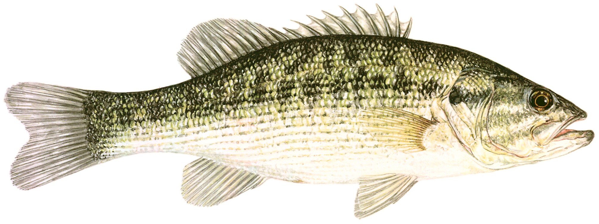 7 New Bass Species Just Became Eligible for World Records, Including ...