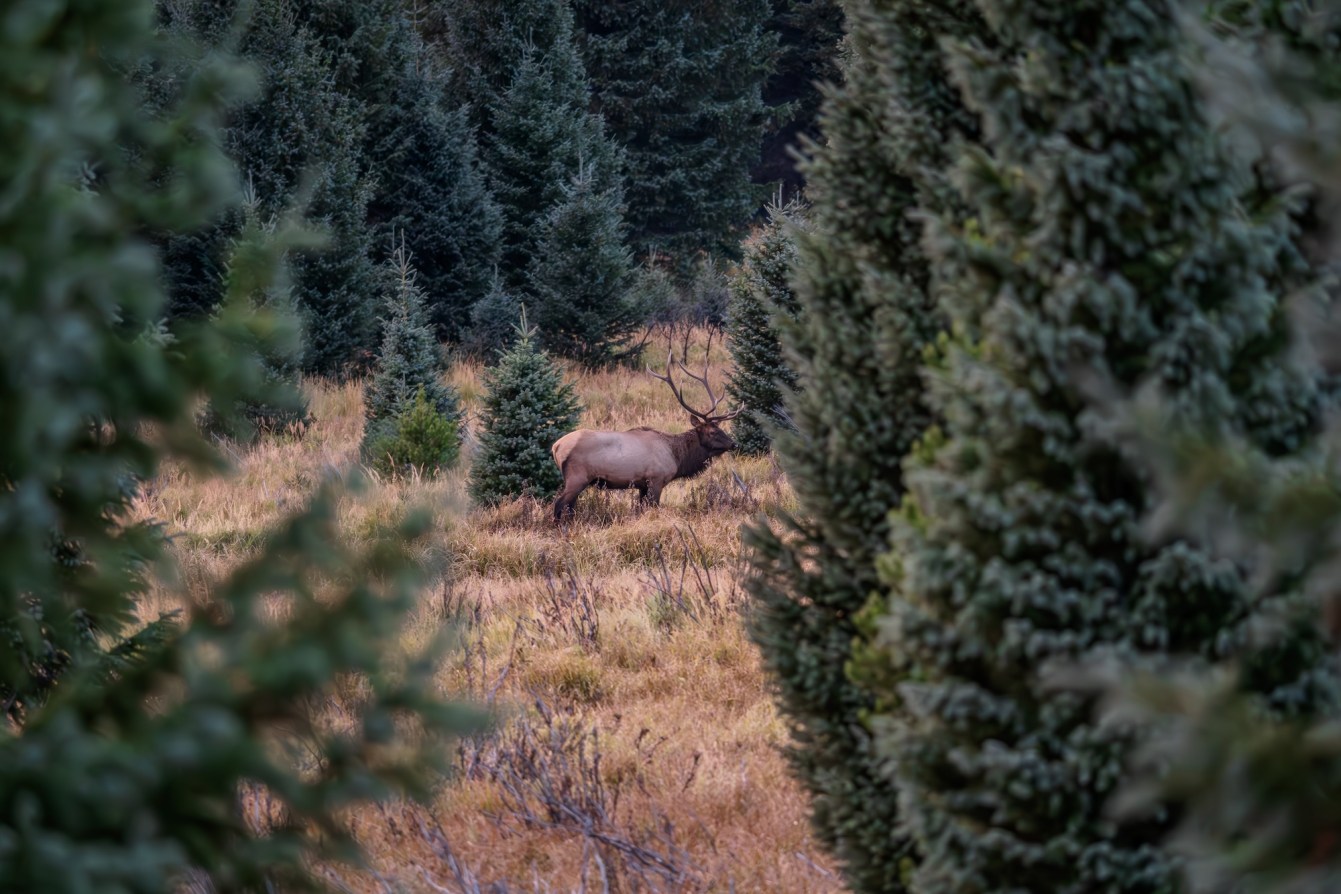 A Four-Season Guide to Patterning Big Bull Elk