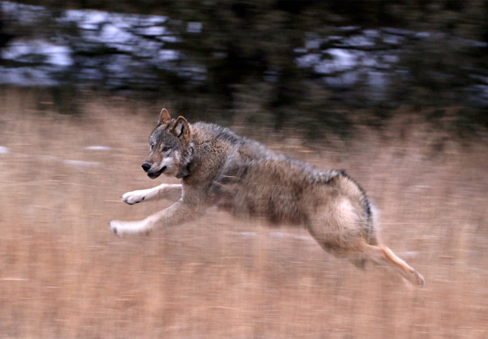 Michigan Lone Wolf Traveled a Record-Breaking 4,200 Miles | Outdoor Life