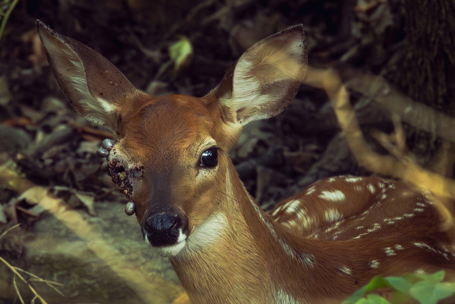 Whitetail Facts: 16 Things to Know About Fawns