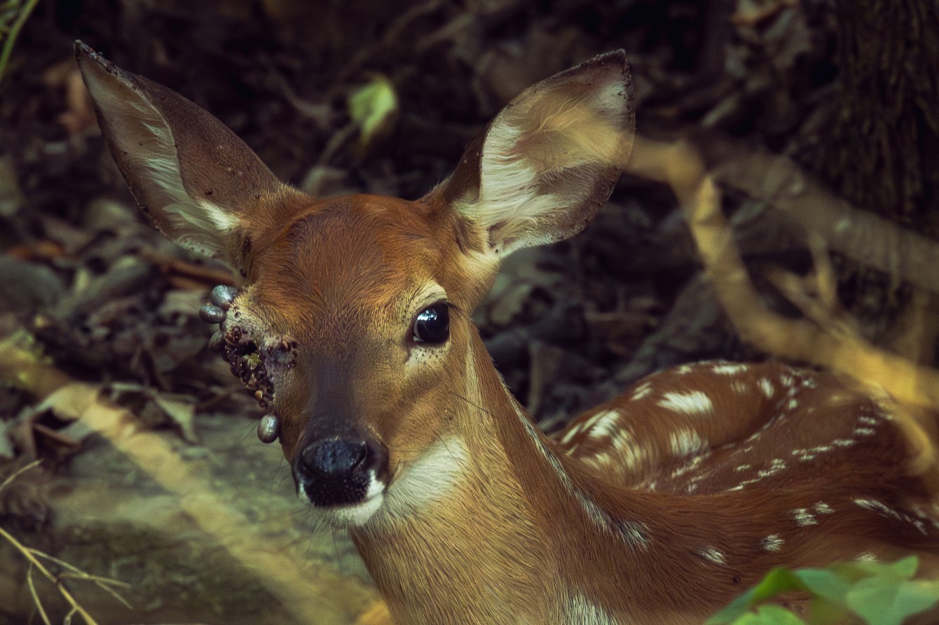 Whitetail Facts: 16 Things to Know About Fawns