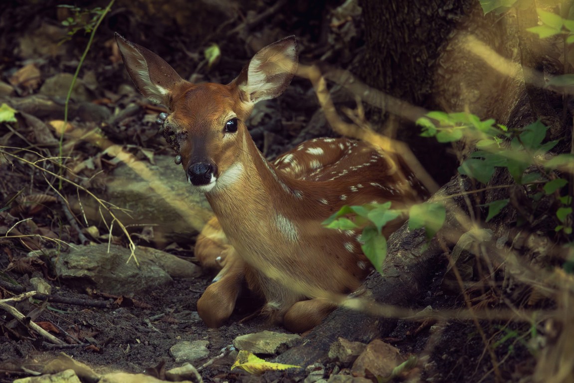Yes, Ticks Can Kill Fawns. Here's What to Know