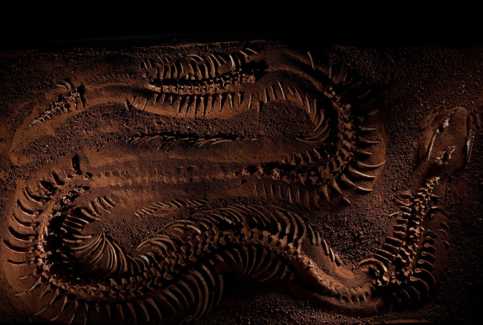Fossil Hunters Found What Could Be the Biggest Snake Ever Discovered