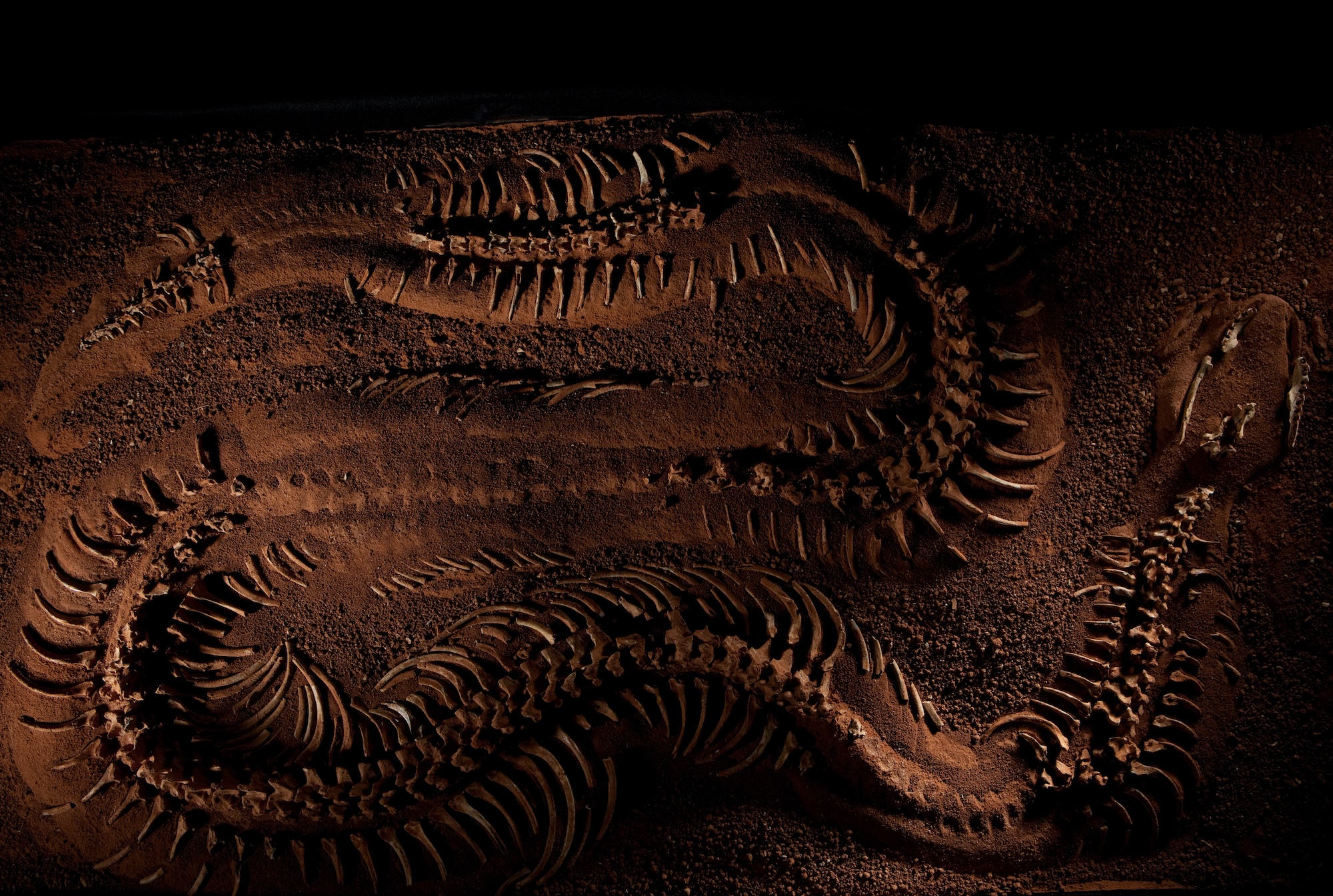 Prehistoric Giant Snake Skeleton