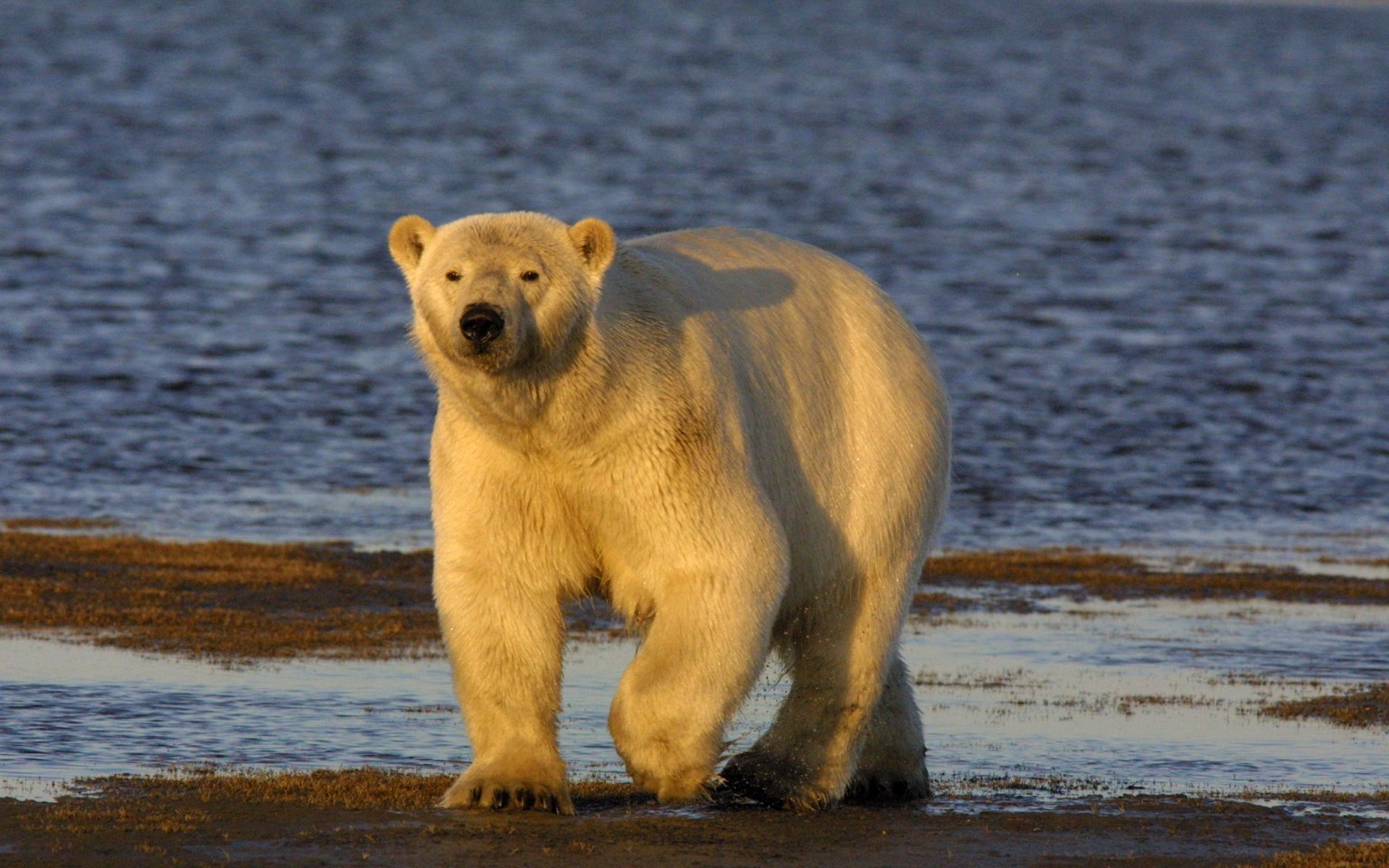 Grizzlies and Polar Bears Are Breeding in Canada. Here's Why