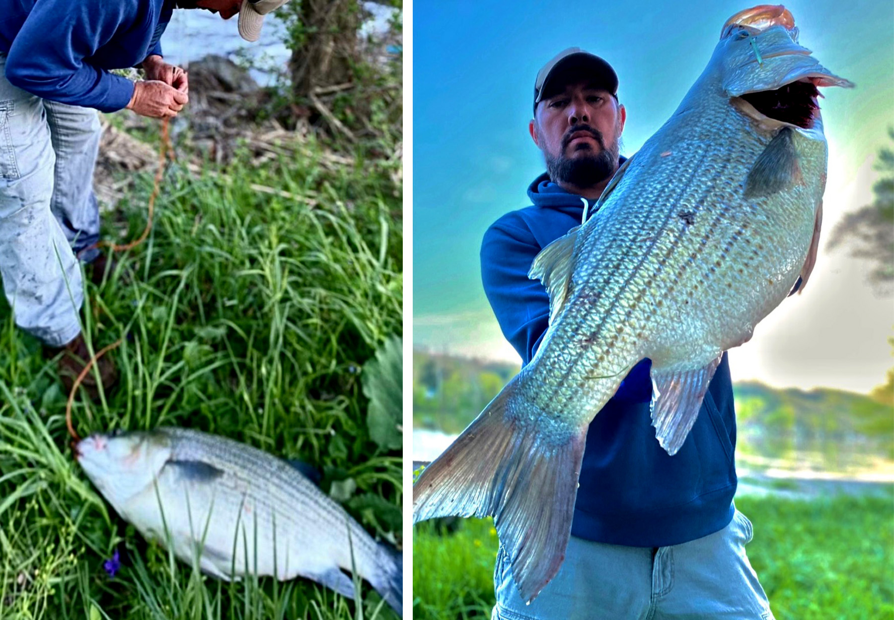 Hybrid Striper Caught on Crankbait Barely Breaks Ohio Record | Outdoor Life