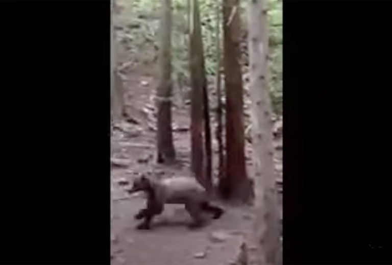 Idaho Hunter Avoids Charges for Killing Grizzly Because State Wildlife ...