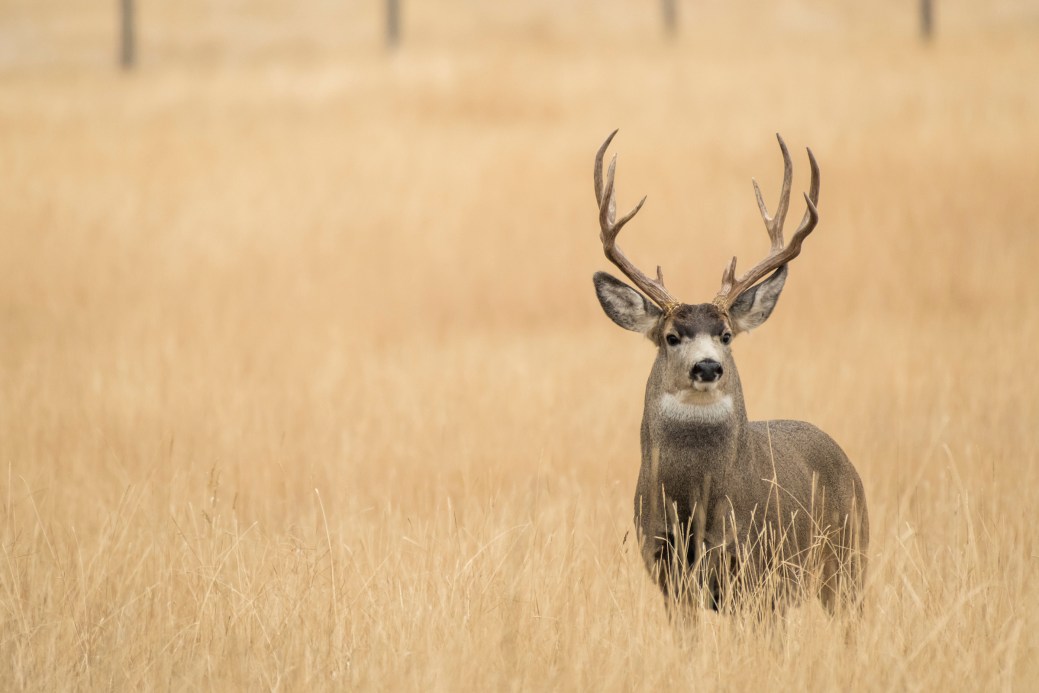 What Colors Can Deer See? | Outdoor Life
