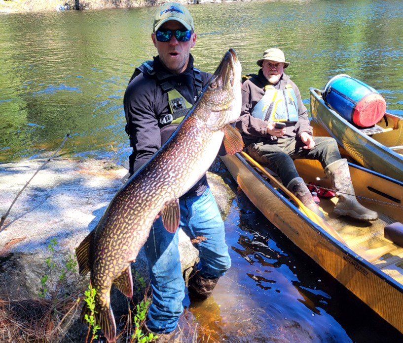 Huge Pike Caught in the BWCA Would Have Broken Minnesota's State Record