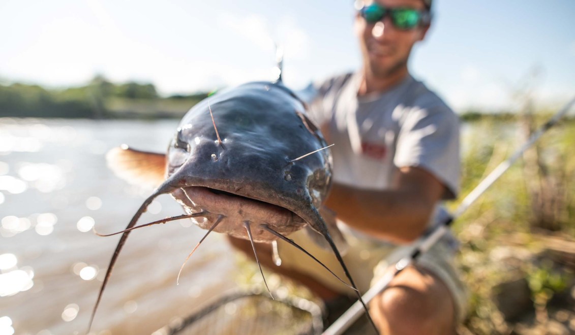 Tips for Catching Trophy Flathead Catfish