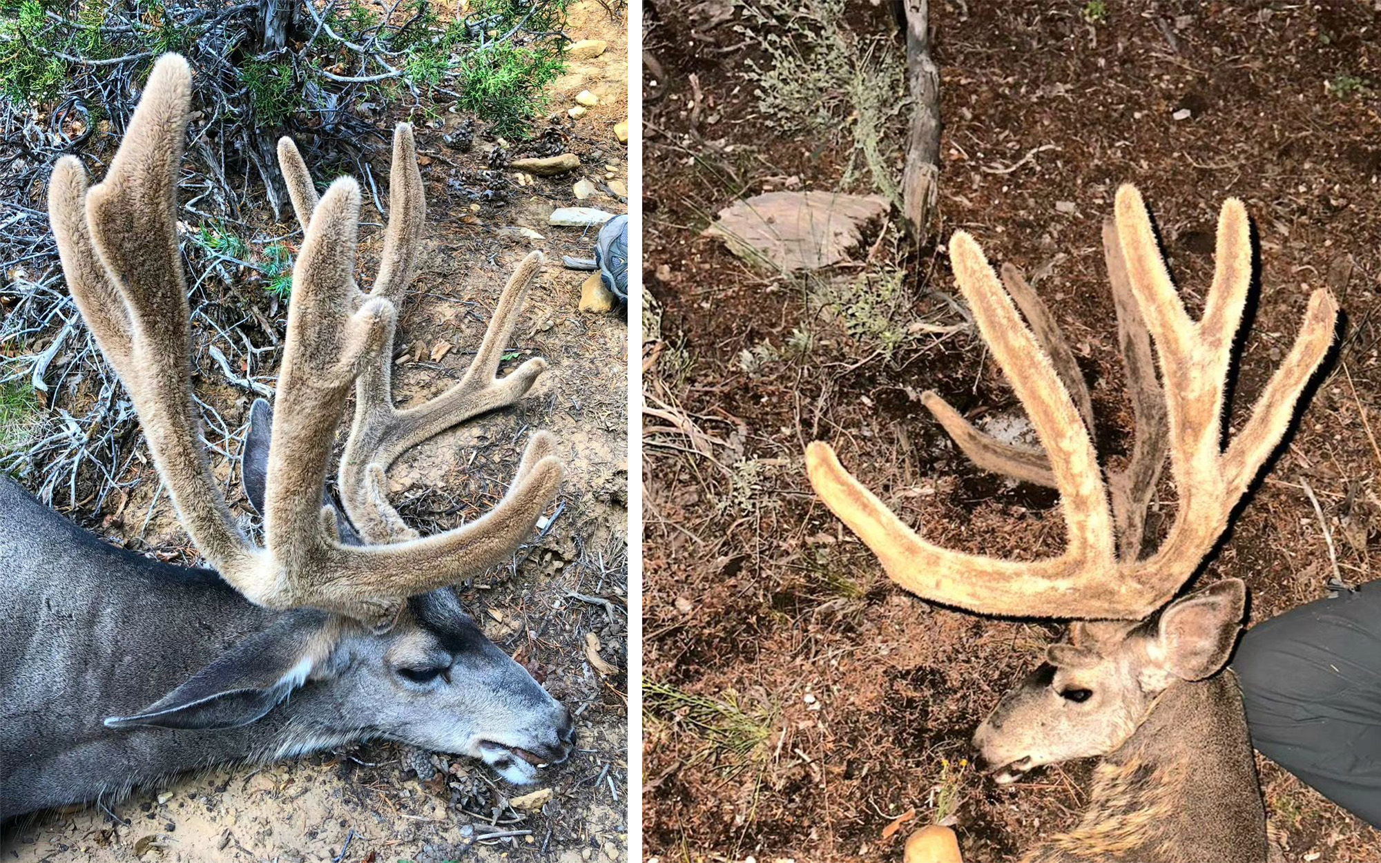 Former Utah Wildlife Commissioner Under Investigation for Baiting Deer