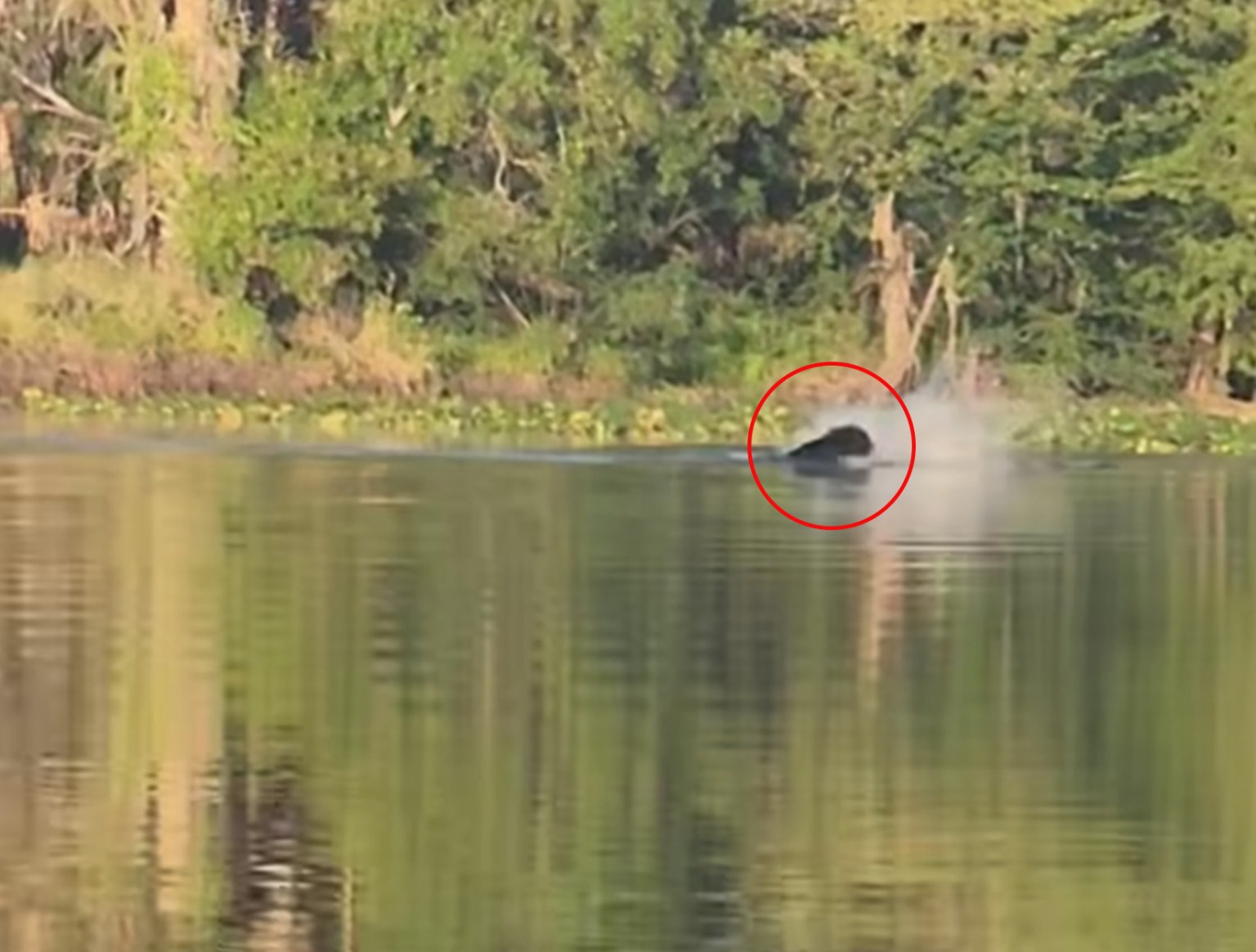 Watch: Bear Fights Off Two Alligators in a Florida River | Outdoor Life