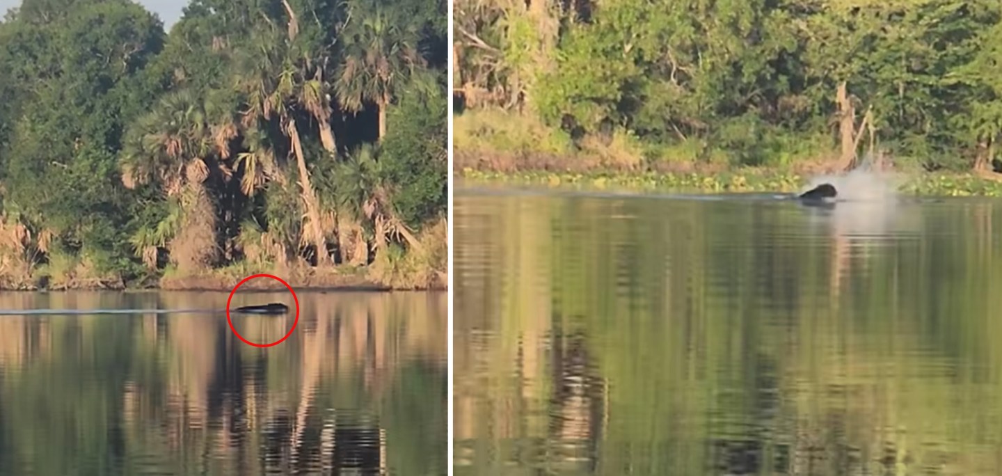 Watch: Bear Fights Off Two Alligators in a Florida River | Outdoor Life