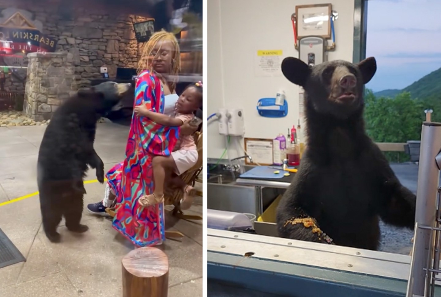 Watch: Bears Are Stealing Food, Swiping at People in This Tourist Town