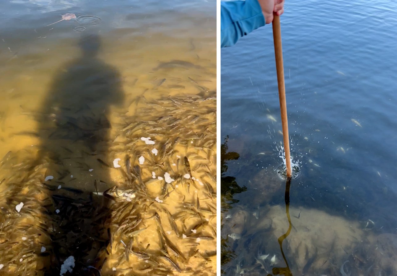 Watch This Bird-Eating Giant Trevally in Action | Outdoor Life