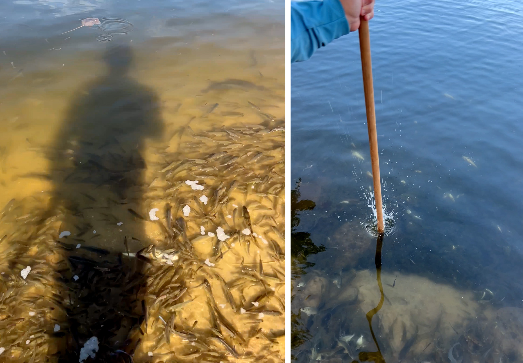 Watch: 'Jubilee' Draws Millions of Fish into Gulf Coast Shallows ...