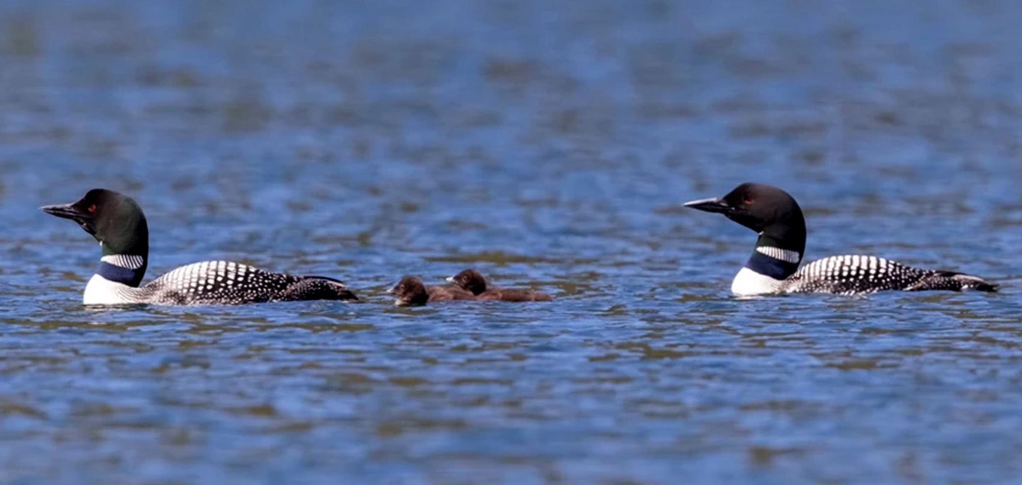 Officials Offer $6K to Find Poacher Who Shot a Family of Loons in Wash ...