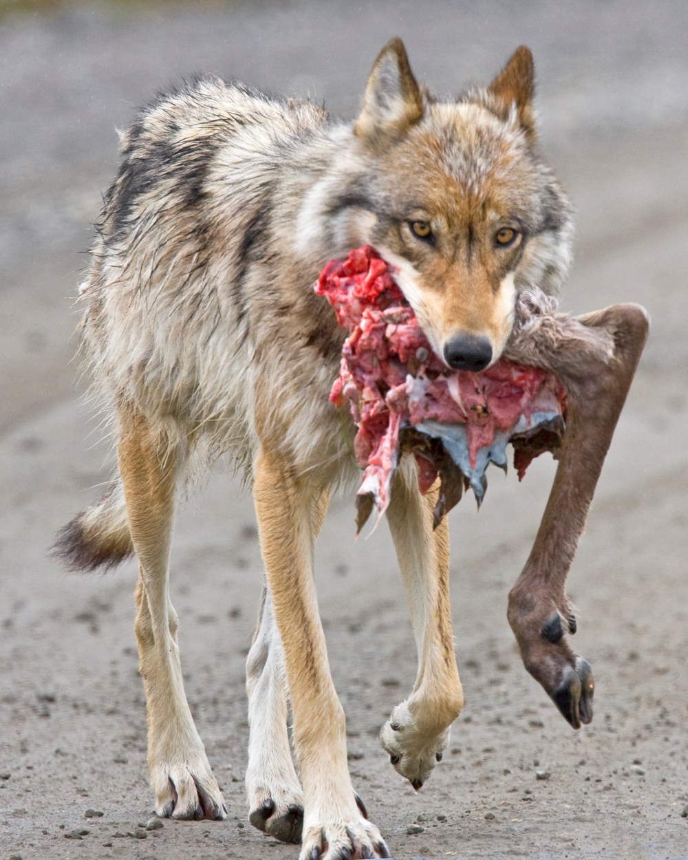 Alaska Officials Push to Continue Culling Grizzly Bears to Save Caribou ...
